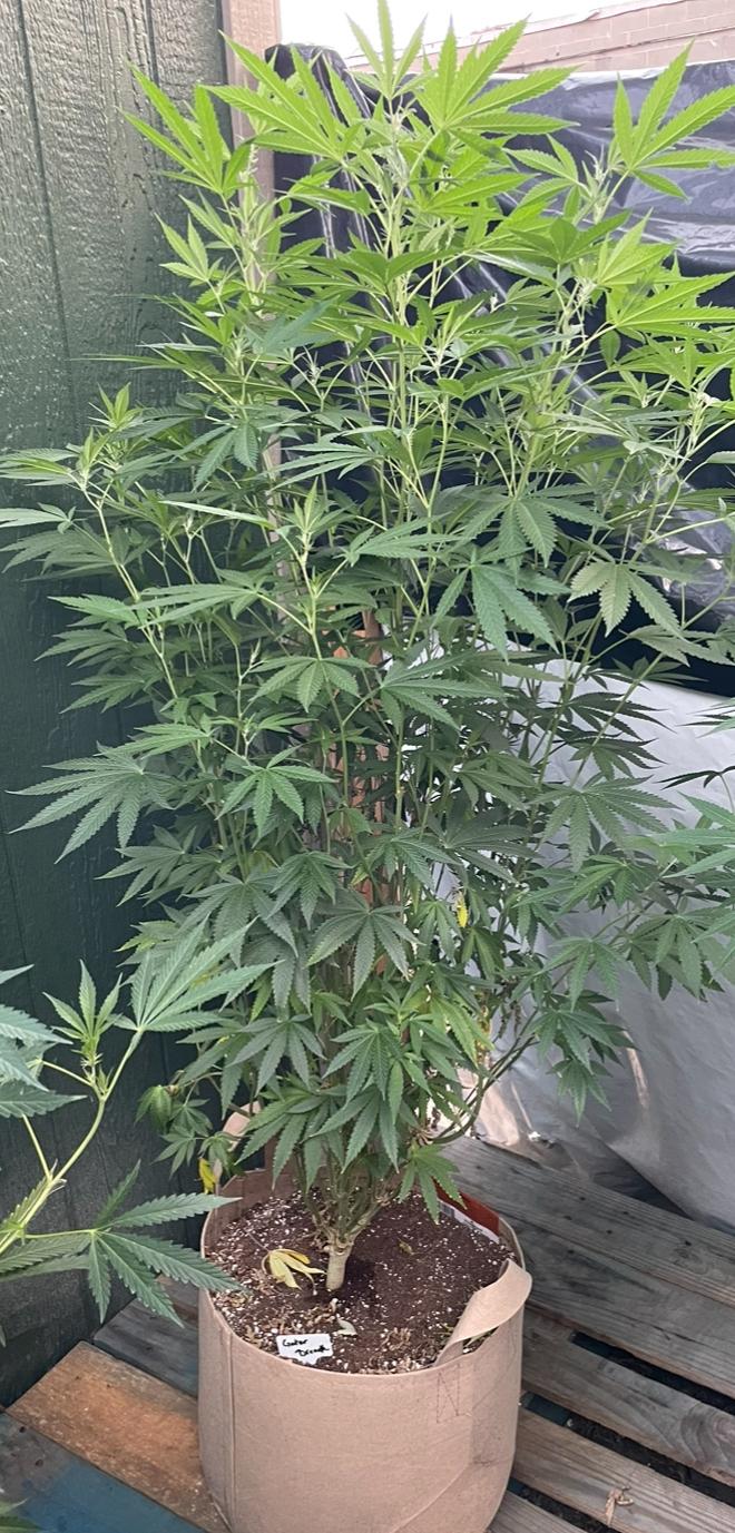 Cannabis Adult Plants For Pickup